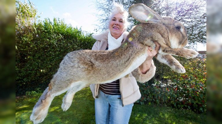 20 of Planet Earth's Most Massive Animals (Photos + Video)